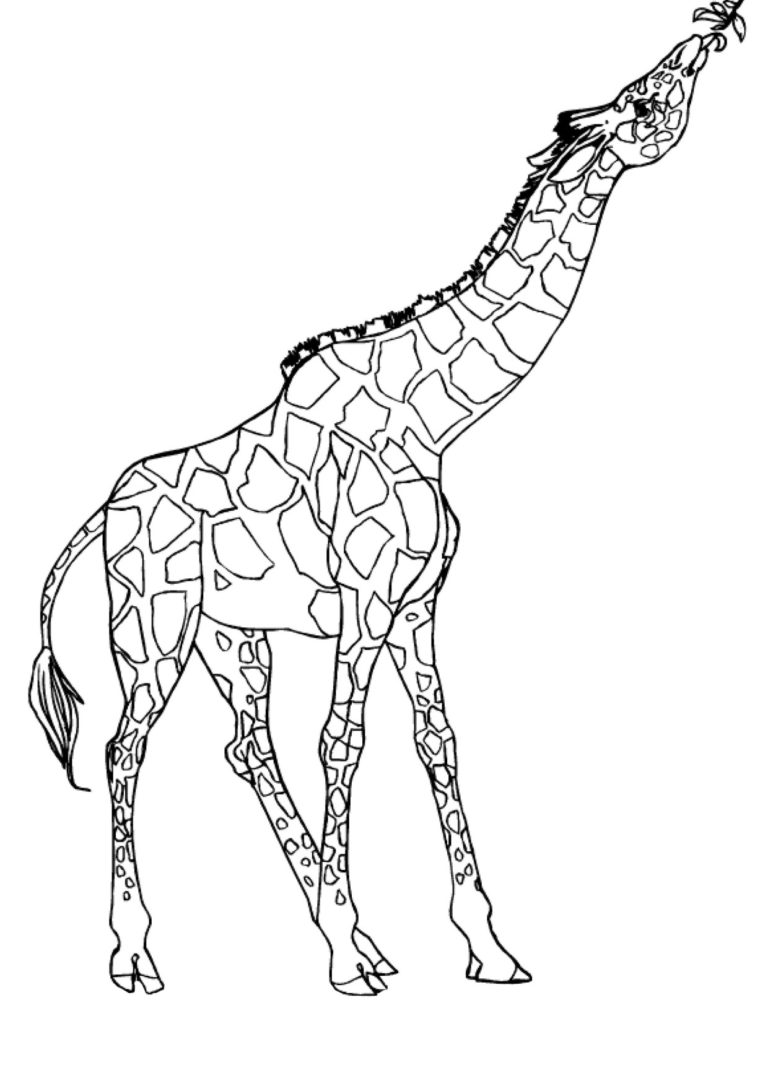30 Disegni di Giraffe da Colorare | PianetaBambini.it
