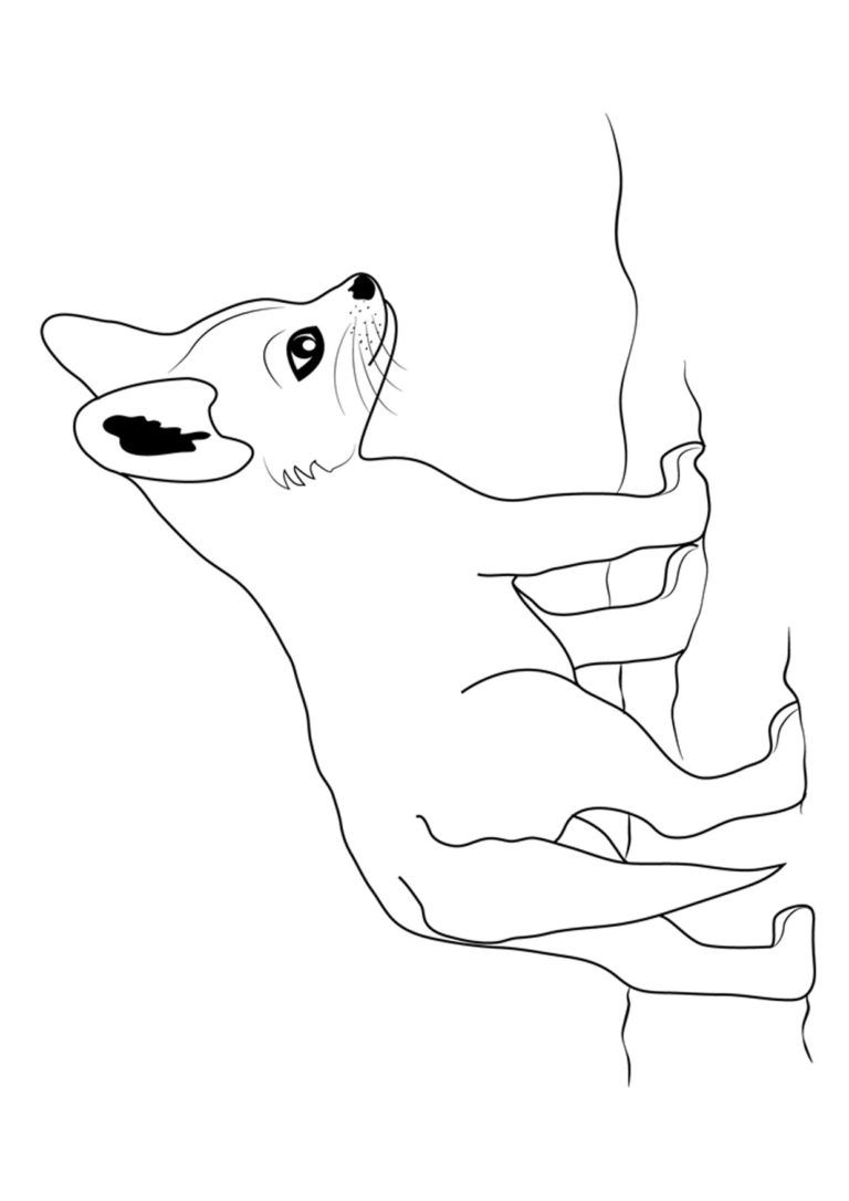 42 Disegni di Volpi da Colorare | PianetaBambini.it