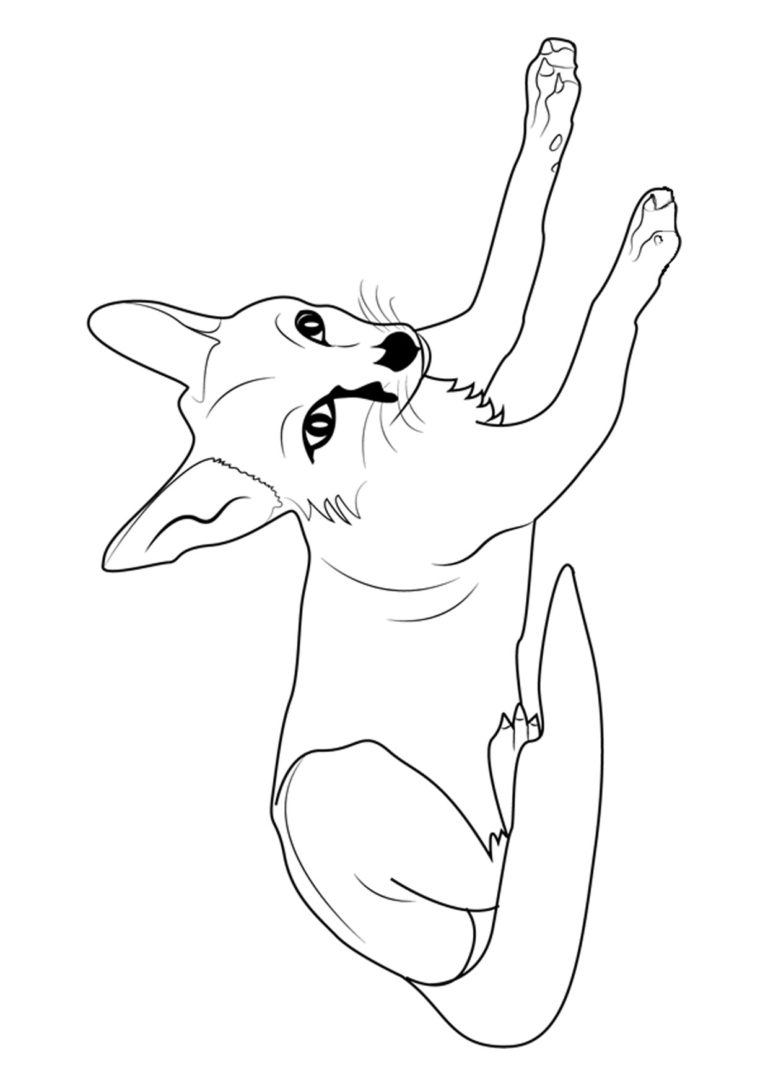 42 Disegni di Volpi da Colorare | PianetaBambini.it