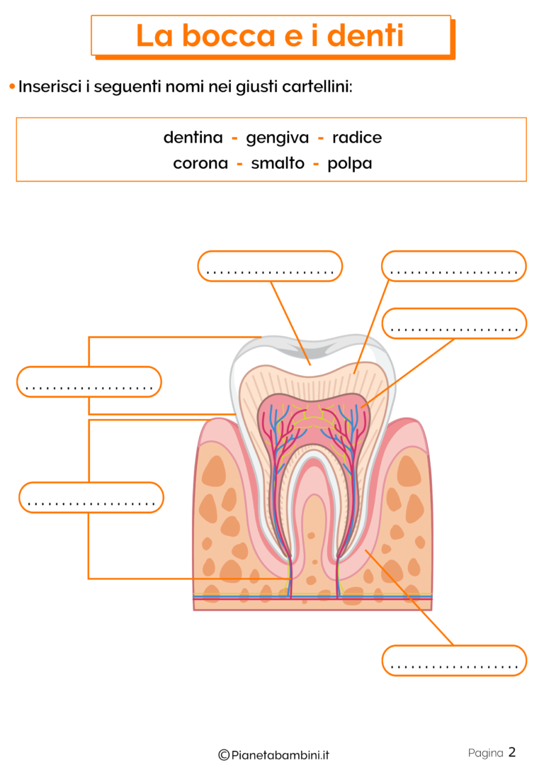 La Bocca e i Denti: Schede Didattiche per la Scuola Primaria ...
