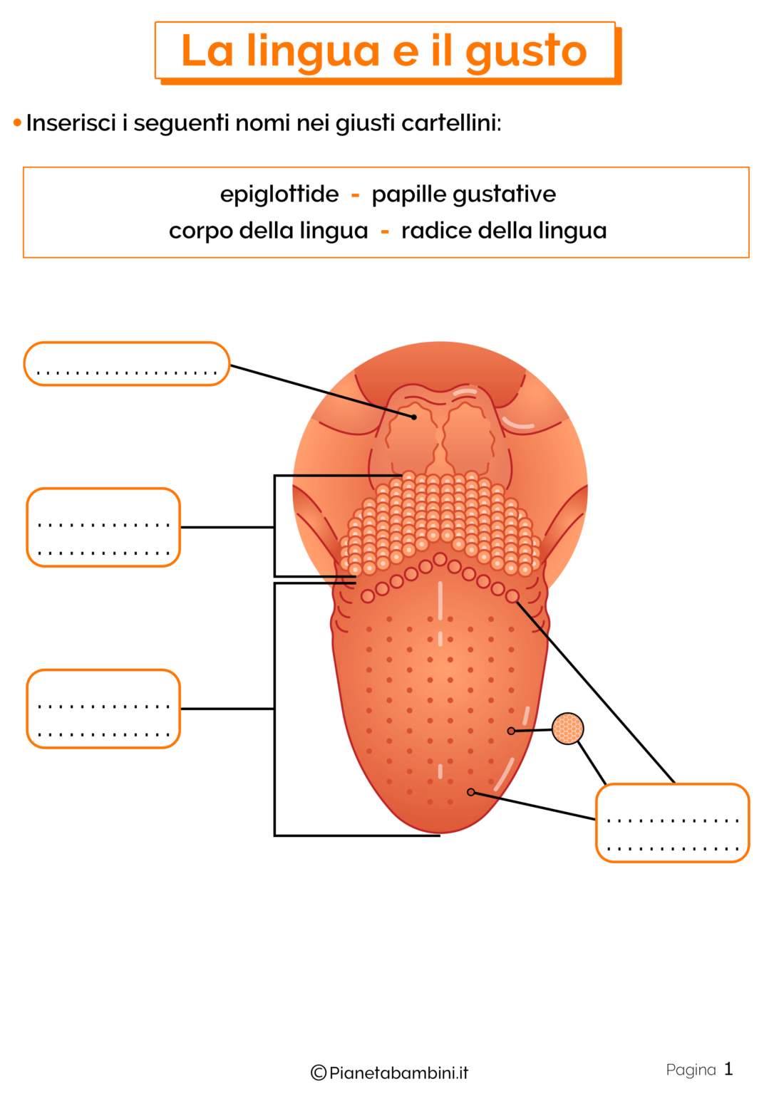 La Lingua e il Gusto: Schede Didattiche per la Classe Quinta ...