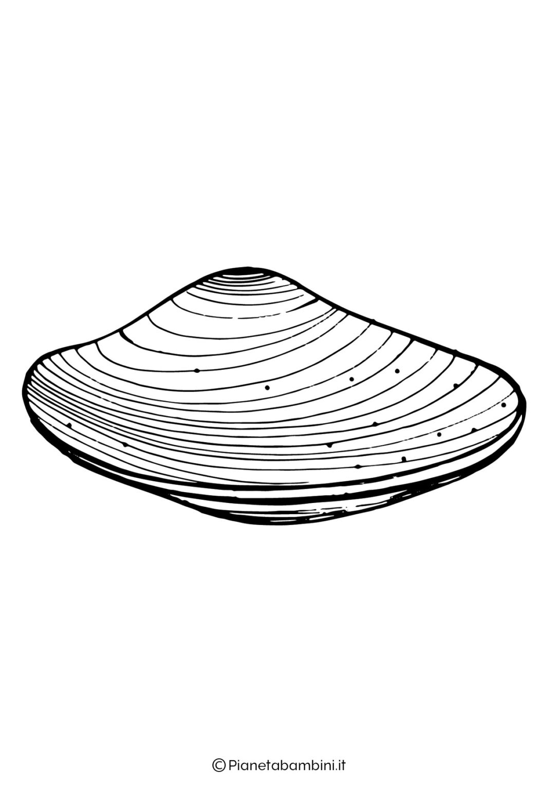 36 Disegni di Conchiglie da Colorare | PianetaBambini.it