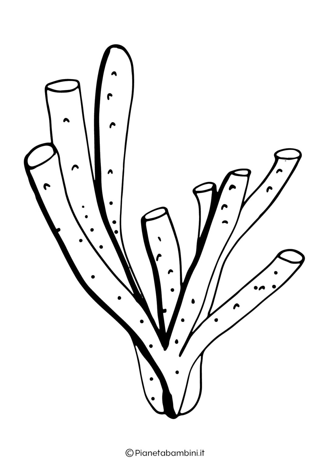 36 Disegni di Conchiglie da Colorare | PianetaBambini.it