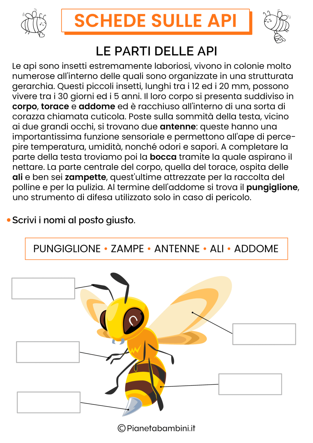 Schede Didattiche sulle Api per la Scuola Primaria | PianetaBambini.it