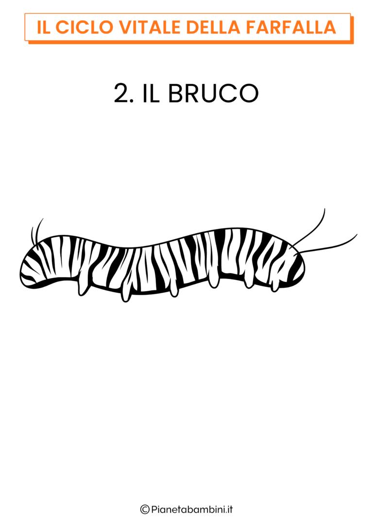 Il Ciclo Vitale della Farfalla da Colorare | PianetaBambini.it