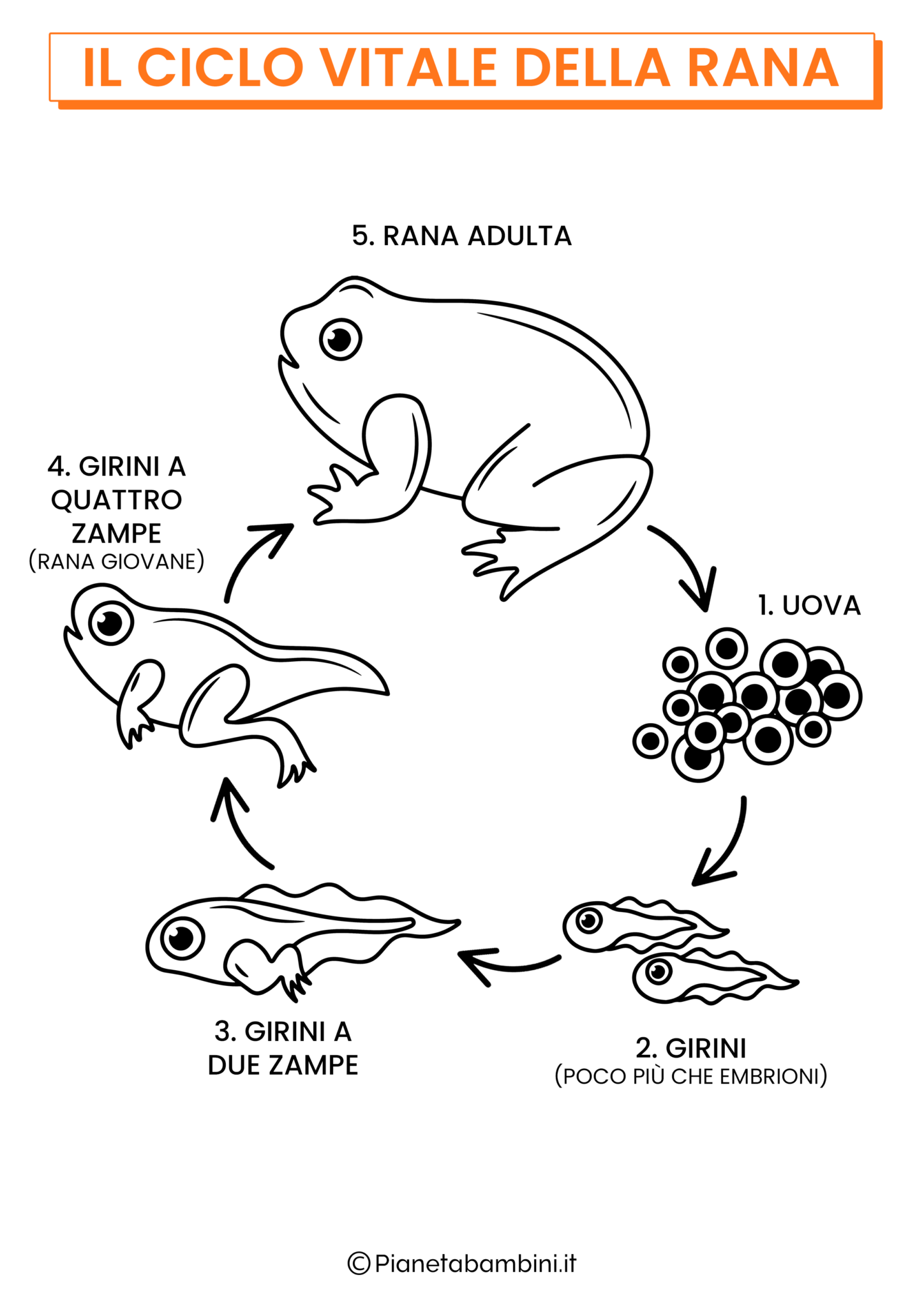 Il Ciclo Vitale della Rana da Colorare | PianetaBambini.it