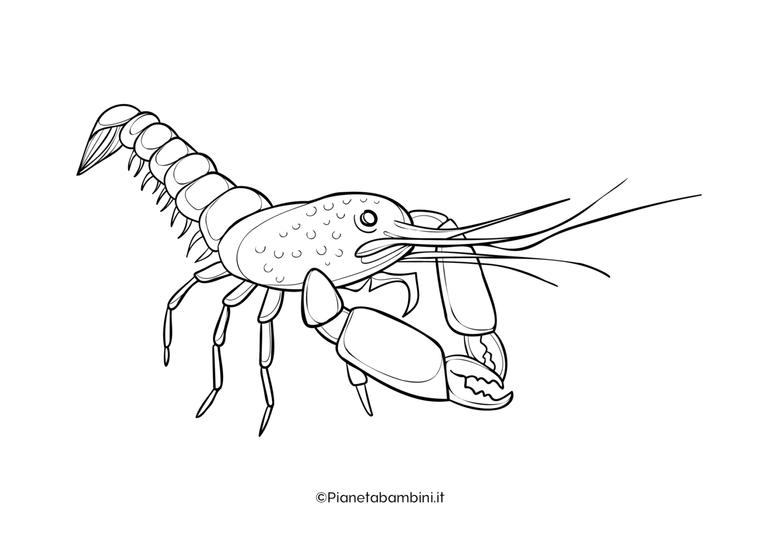 60 Disegni di Animali Marini da Colorare | PianetaBambini.it