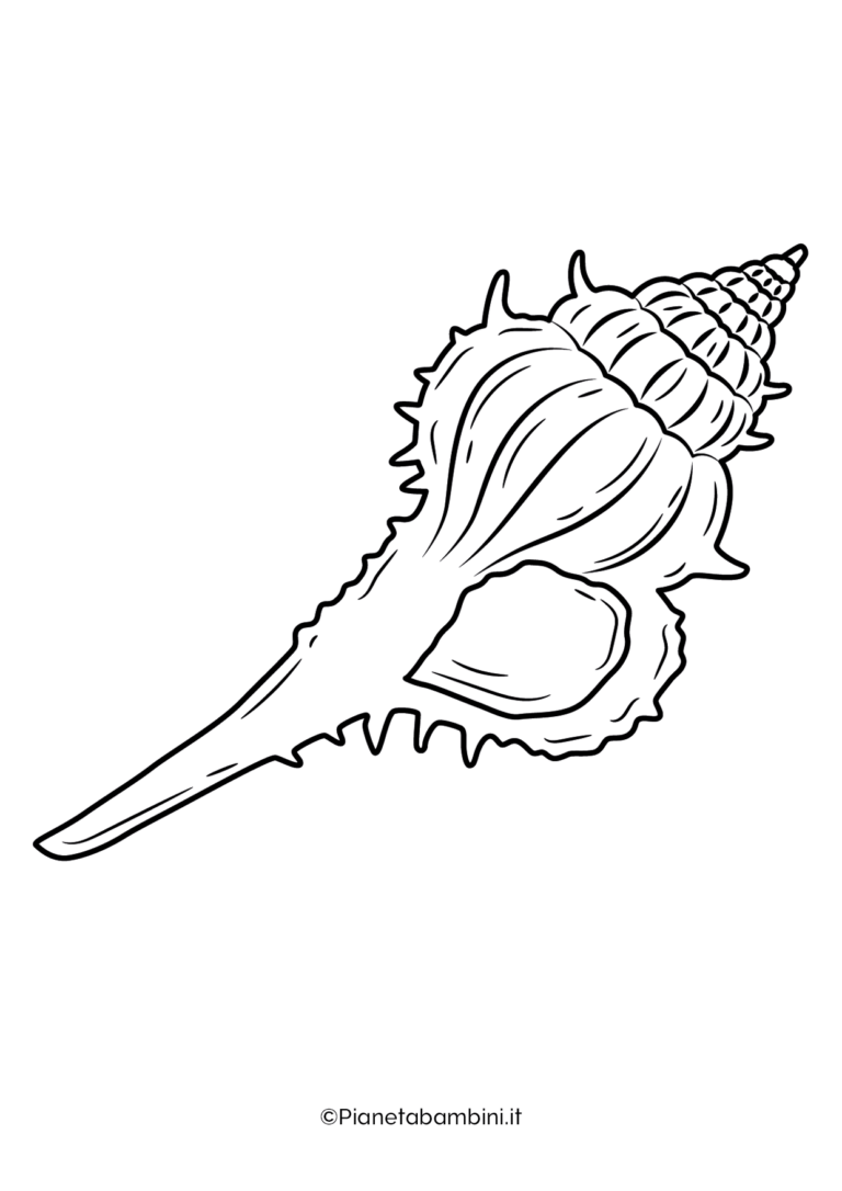 36 Disegni di Conchiglie da Colorare | PianetaBambini.it