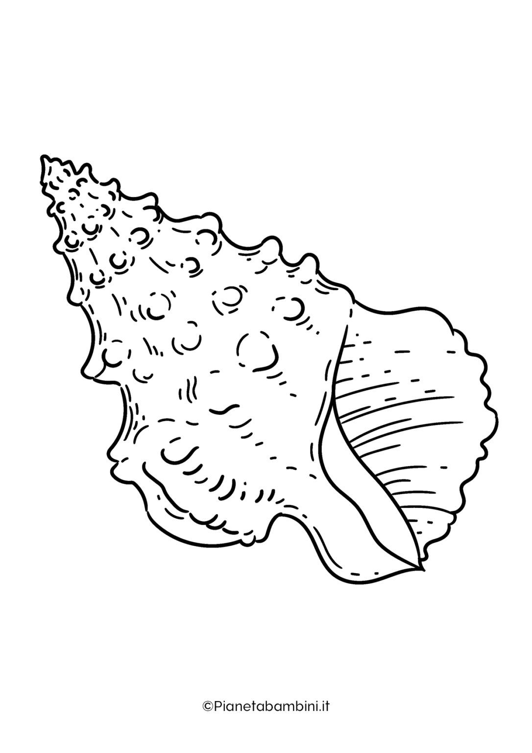36 Disegni di Conchiglie da Colorare | PianetaBambini.it