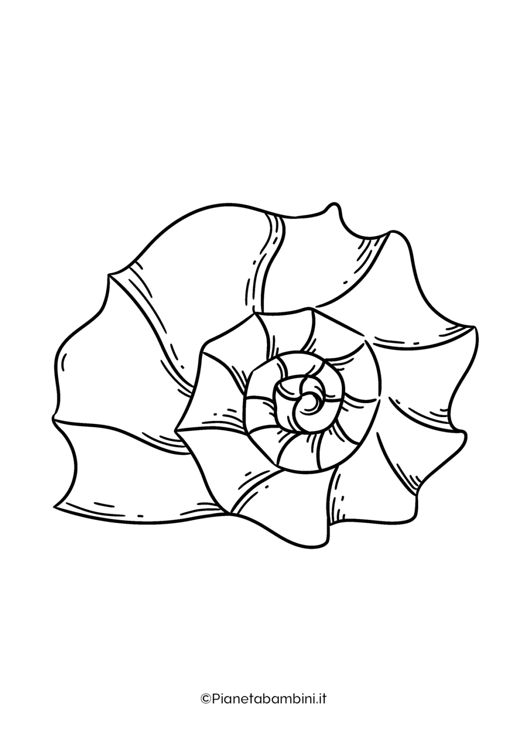 36 Disegni di Conchiglie da Colorare | PianetaBambini.it