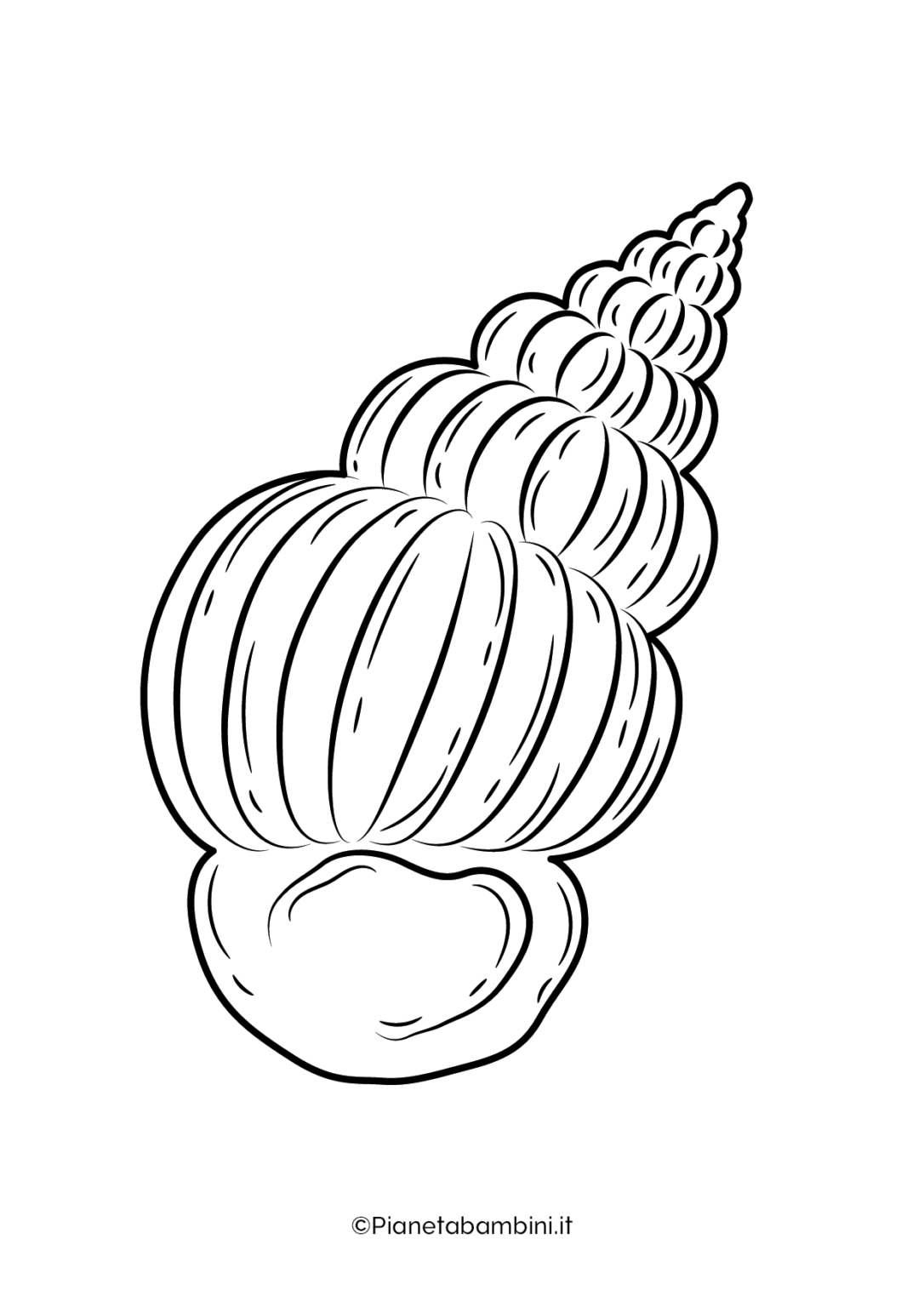 36 Disegni di Conchiglie da Colorare | PianetaBambini.it