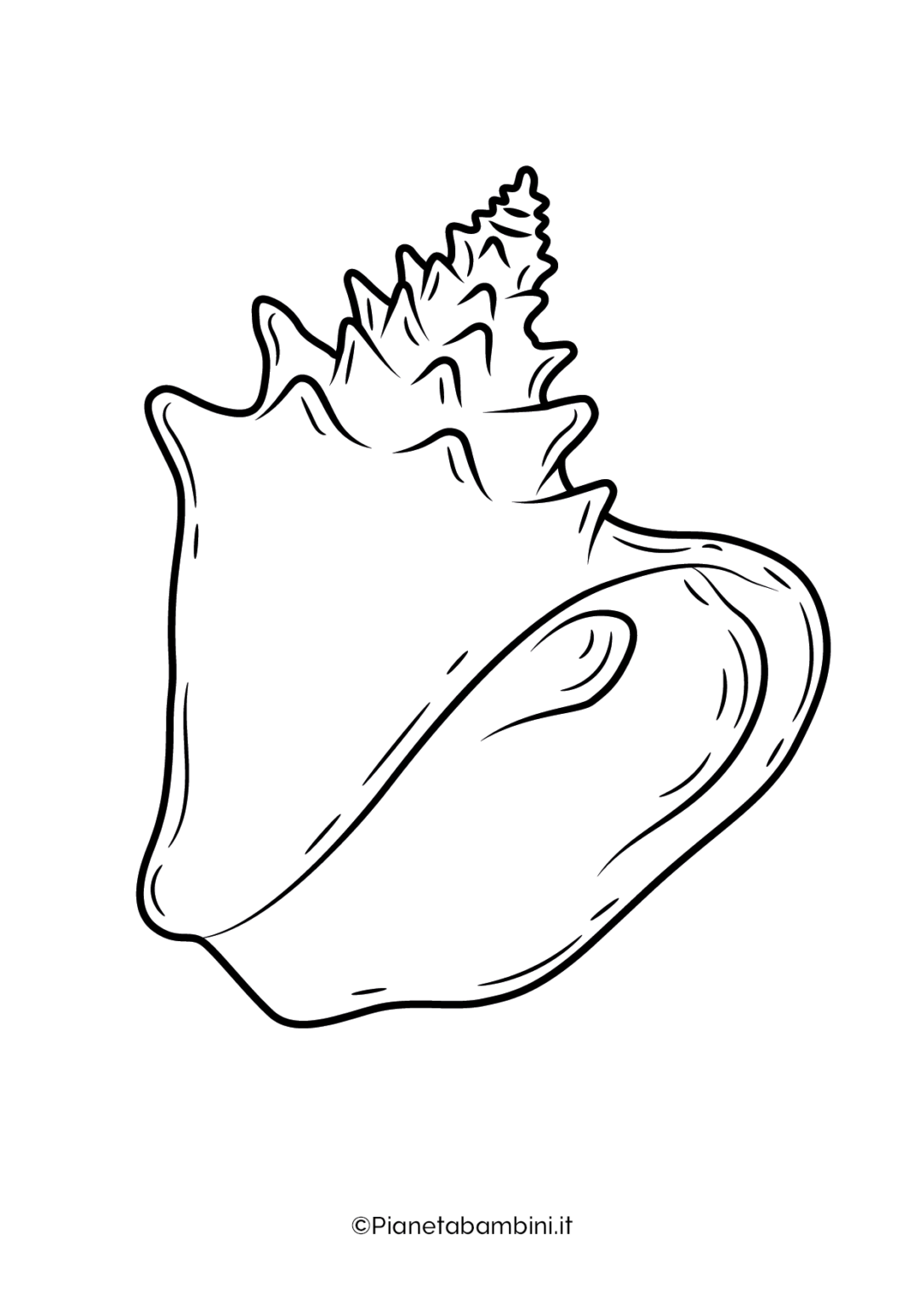 36 Disegni di Conchiglie da Colorare | PianetaBambini.it