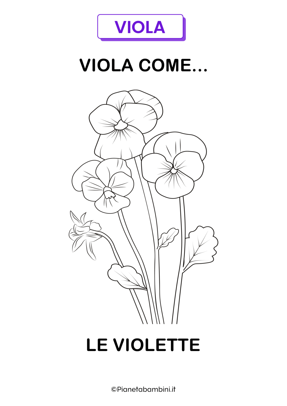 Schede Didattiche sul Colore Viola | PianetaBambini.it