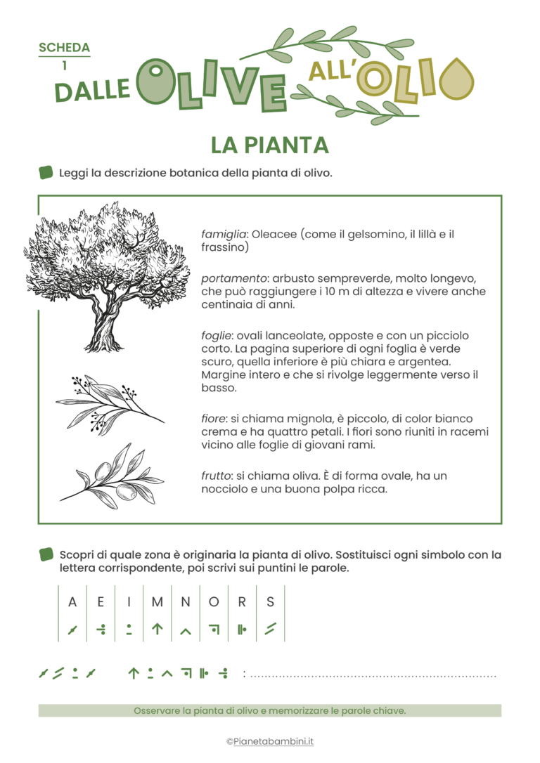 Dalle Olive all'Olio: Schede Didattiche per la Scuola Primaria | PianetaBambini.it