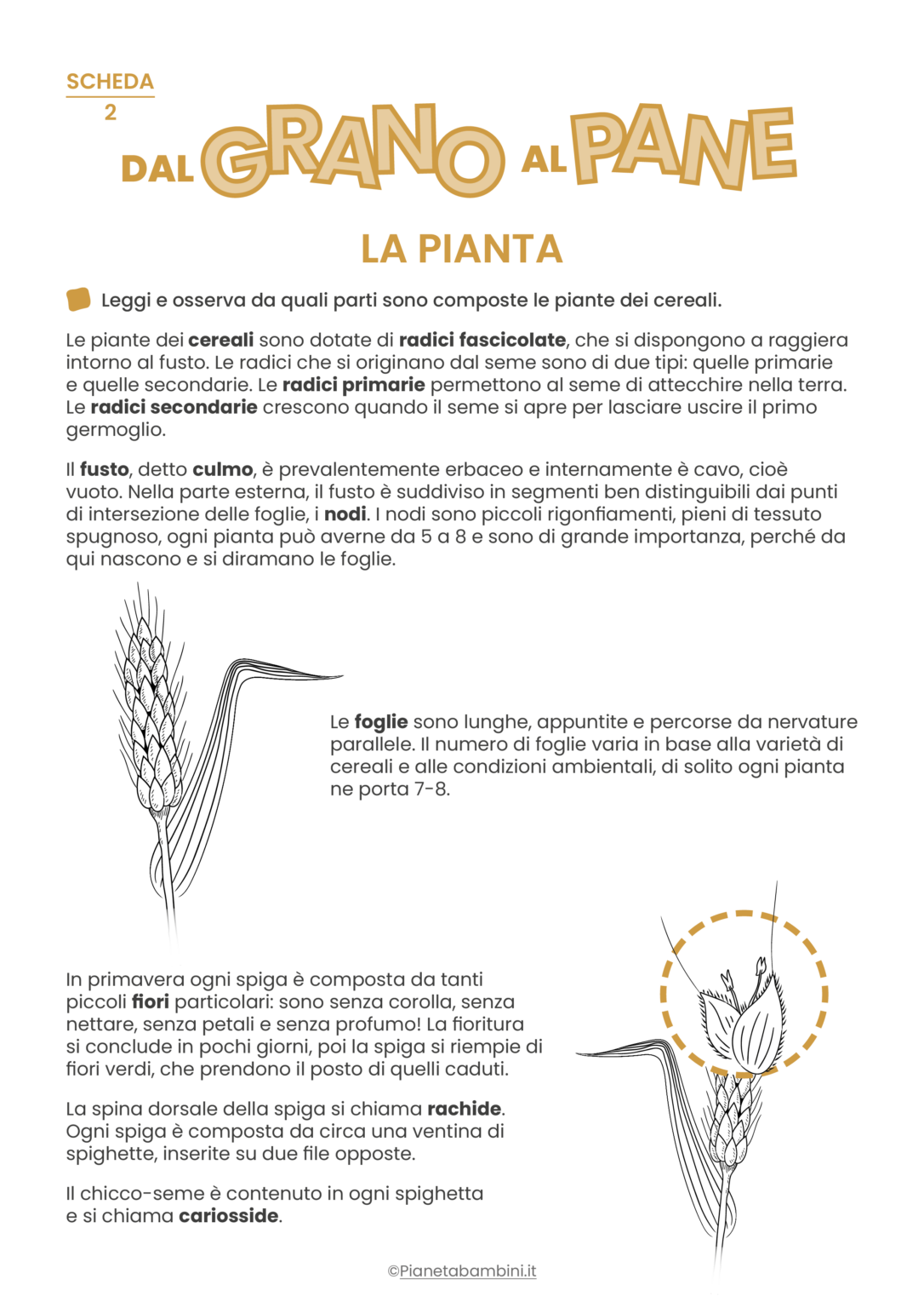 Dal Grano al Pane: Schede Didattiche per la Scuola Primaria ...