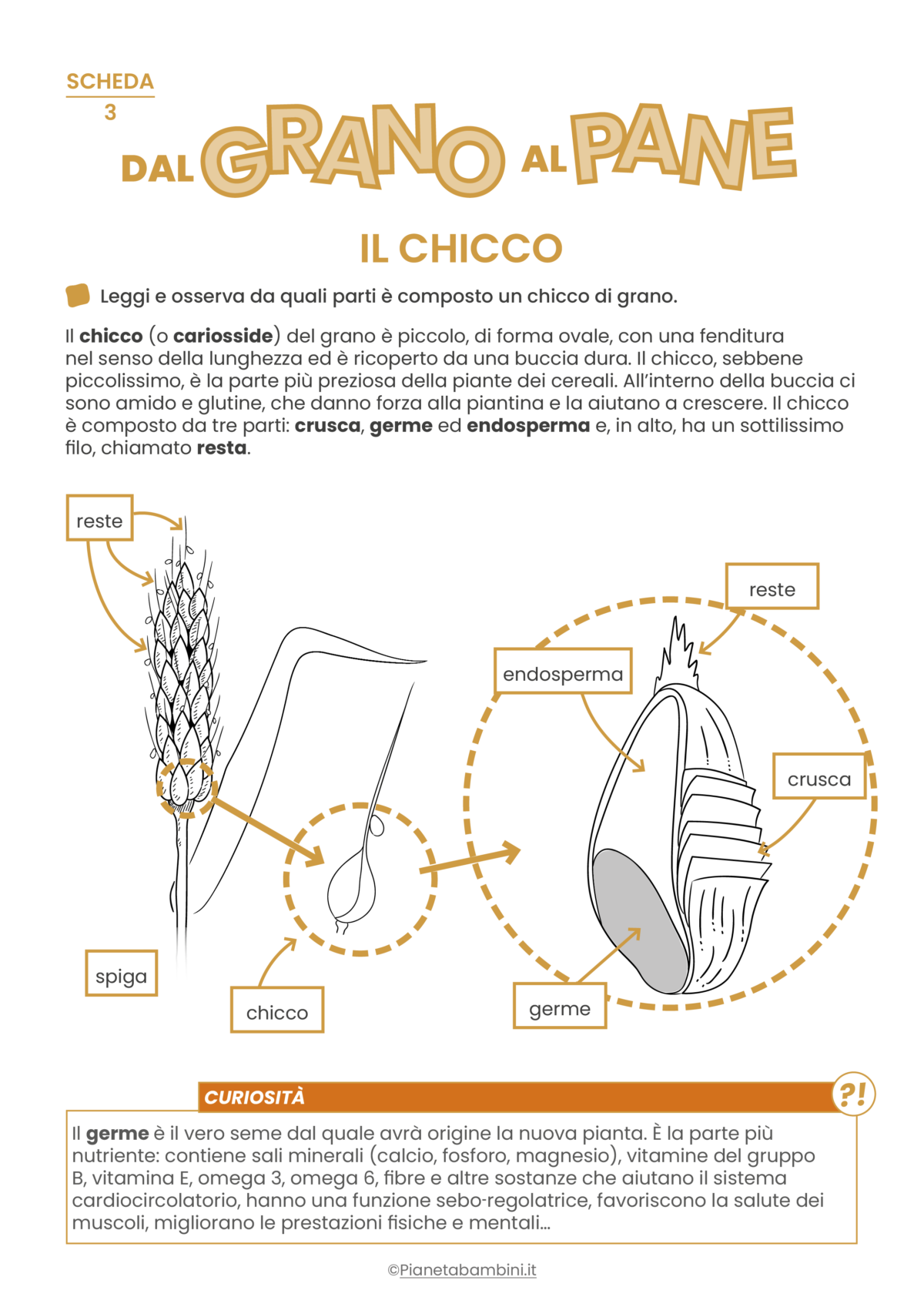 Dal Grano al Pane: Schede Didattiche per la Scuola Primaria ...