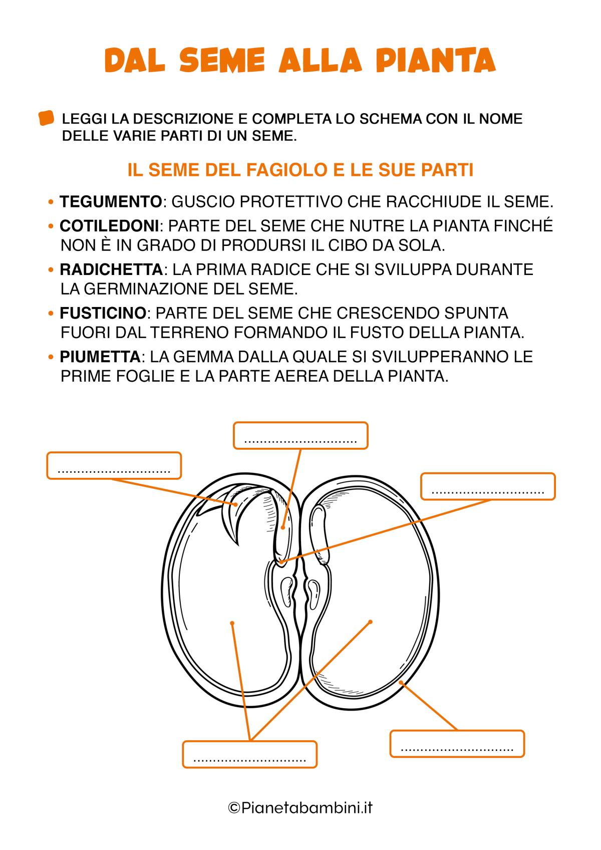 Dal Seme alla Pianta: Schede per la Classe Prima | PianetaBambini.it