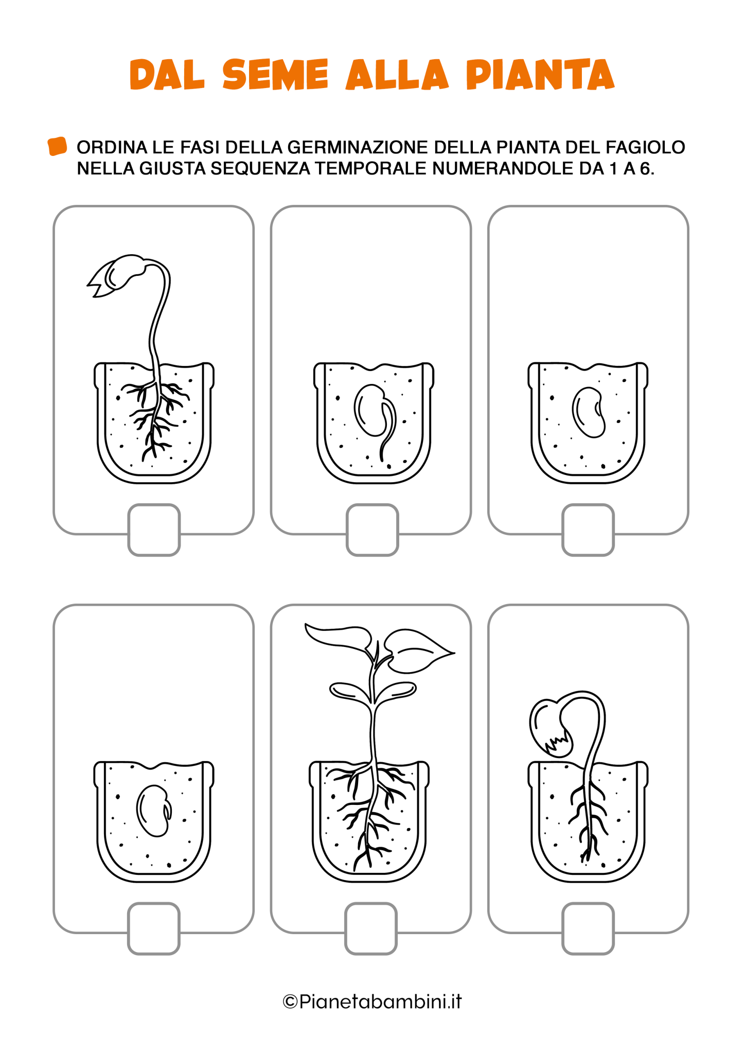 Dal Seme alla Pianta: Schede per la Classe Prima | PianetaBambini.it